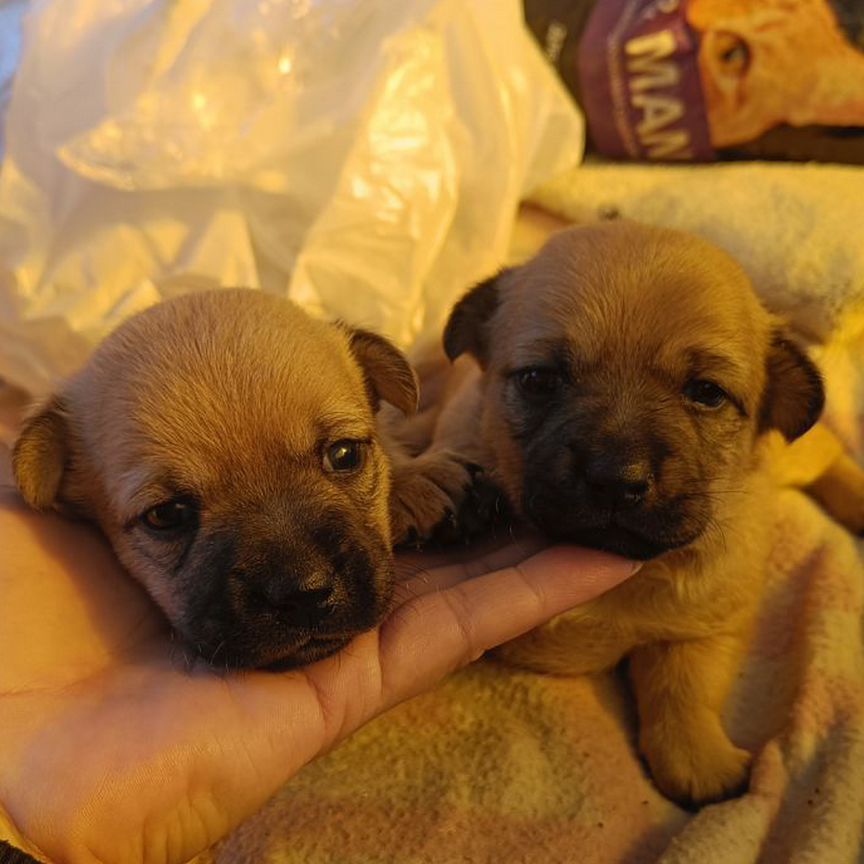 Щенки породы дворовые