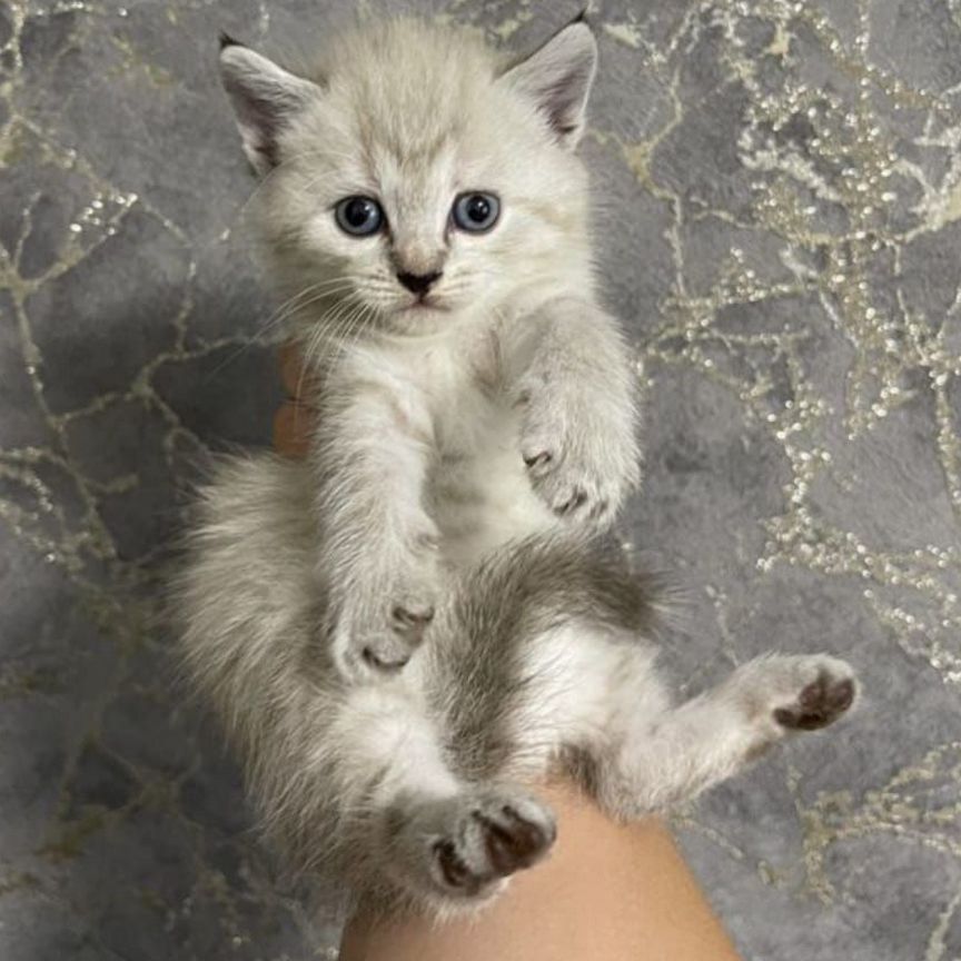 Рэгдолл мальчик