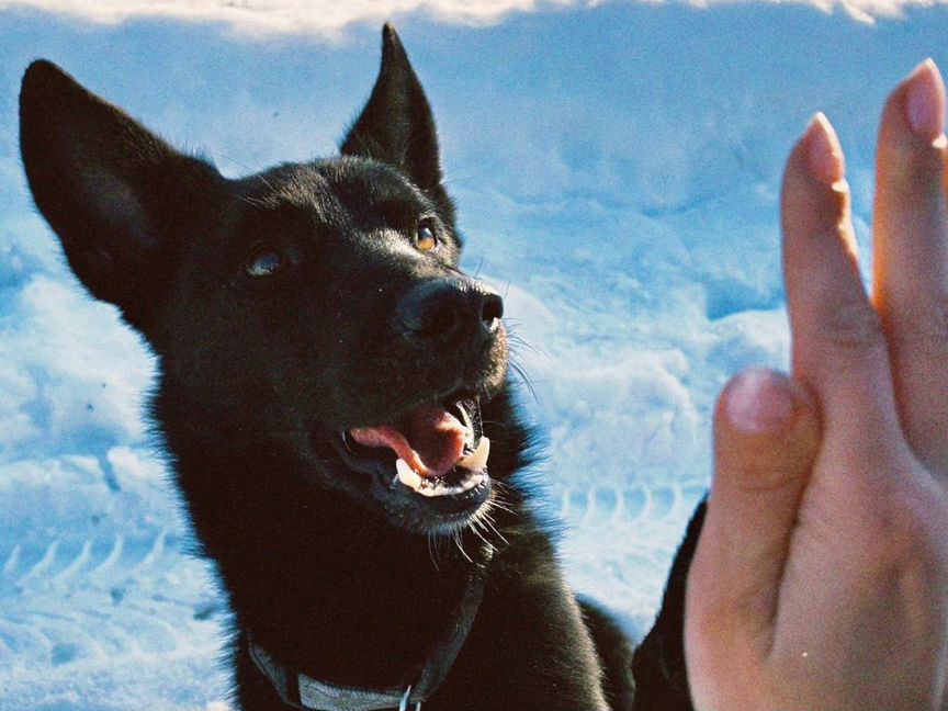 Собака в добрые руки