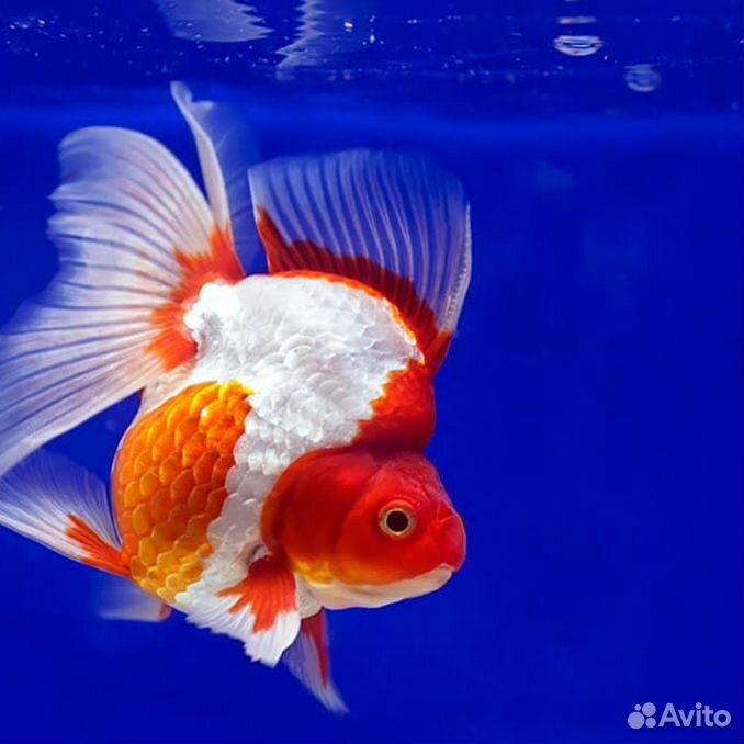 Риукин Красно-Белый (SM)