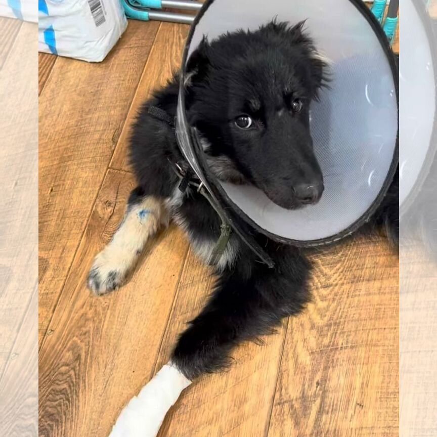 Щенок в добрые руки