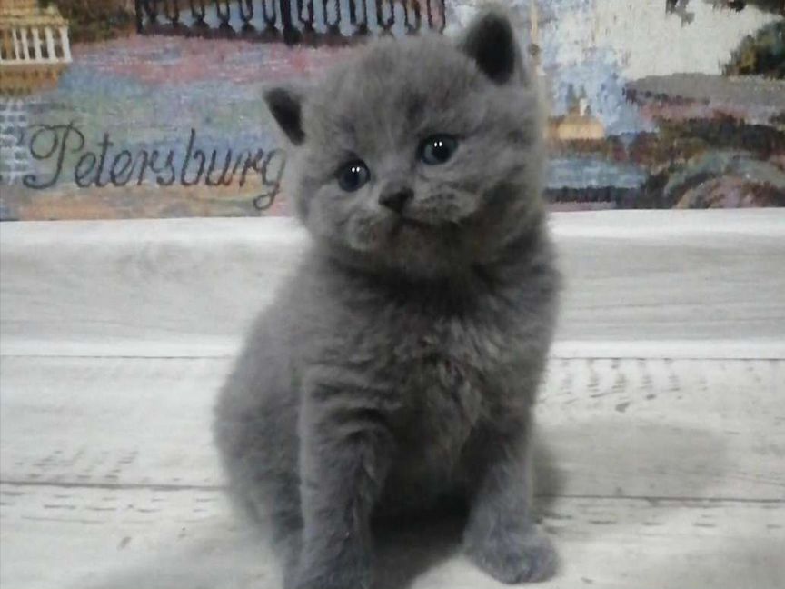 Плюшевые котята