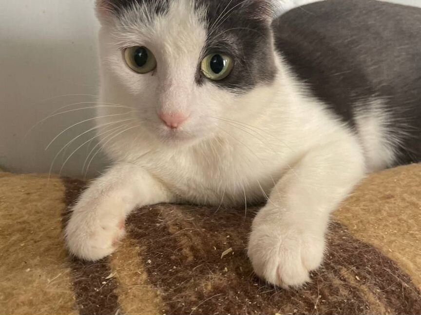 Фисташка ждёт в приюте