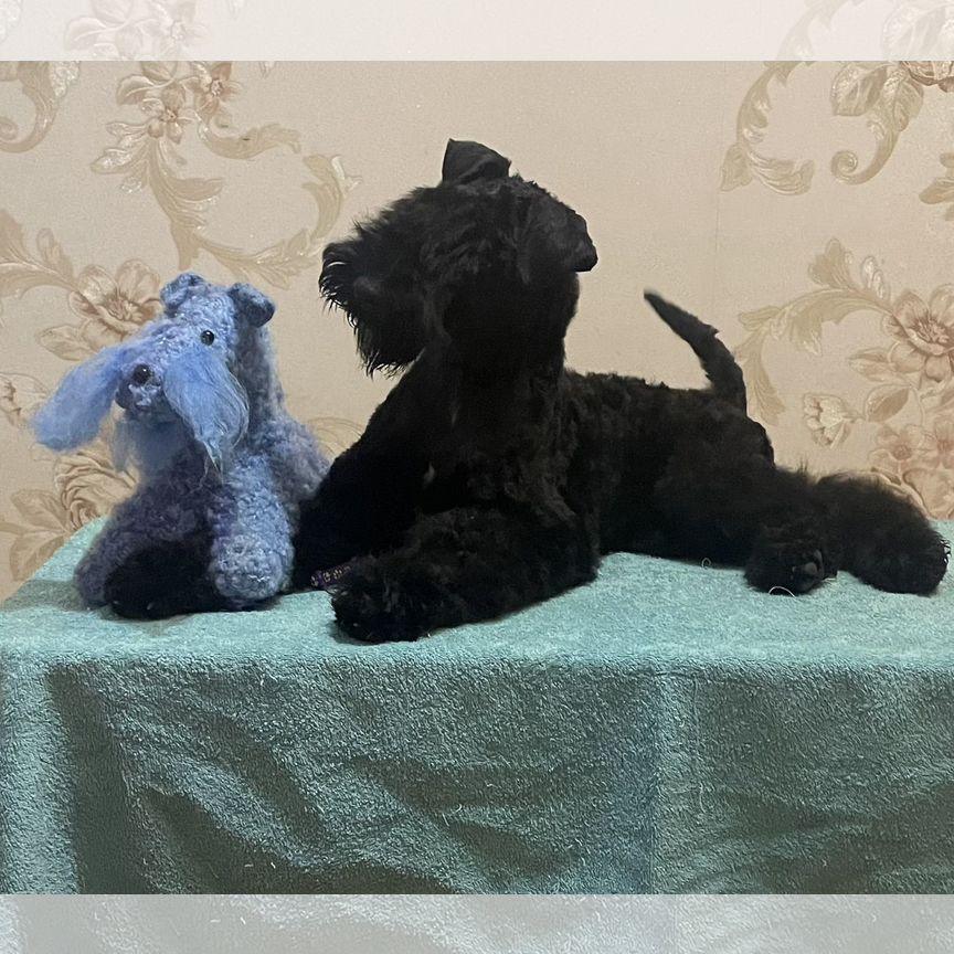 Керри-блю-терьер, щенок