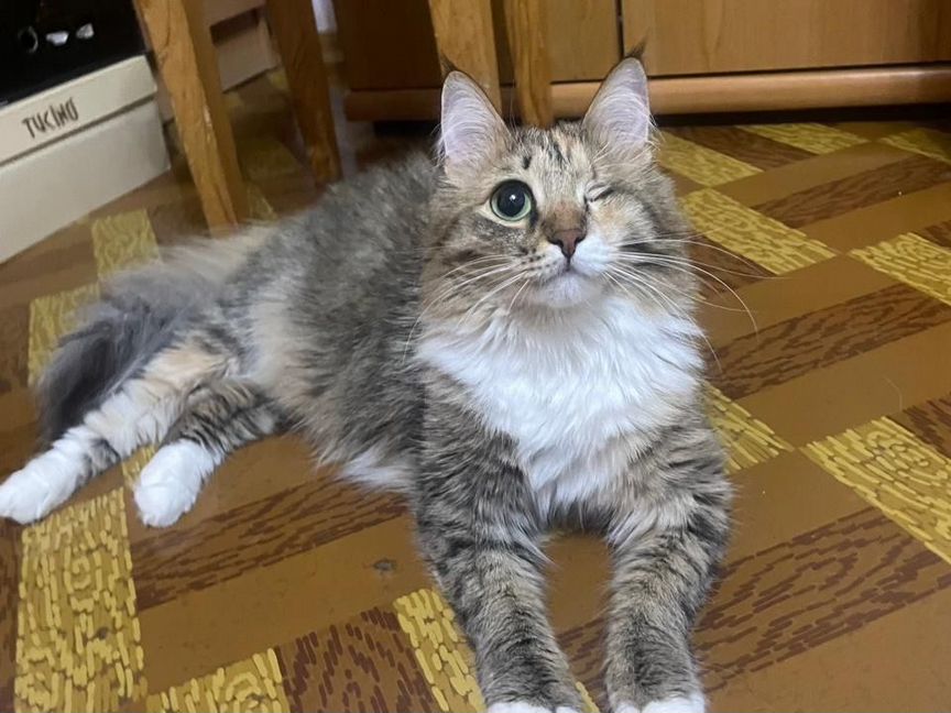 Кошка
