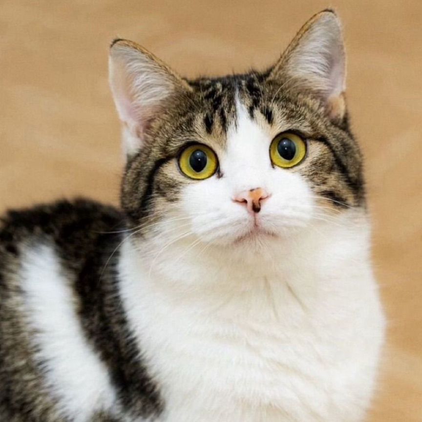 Британский короткошёрстный котёнок