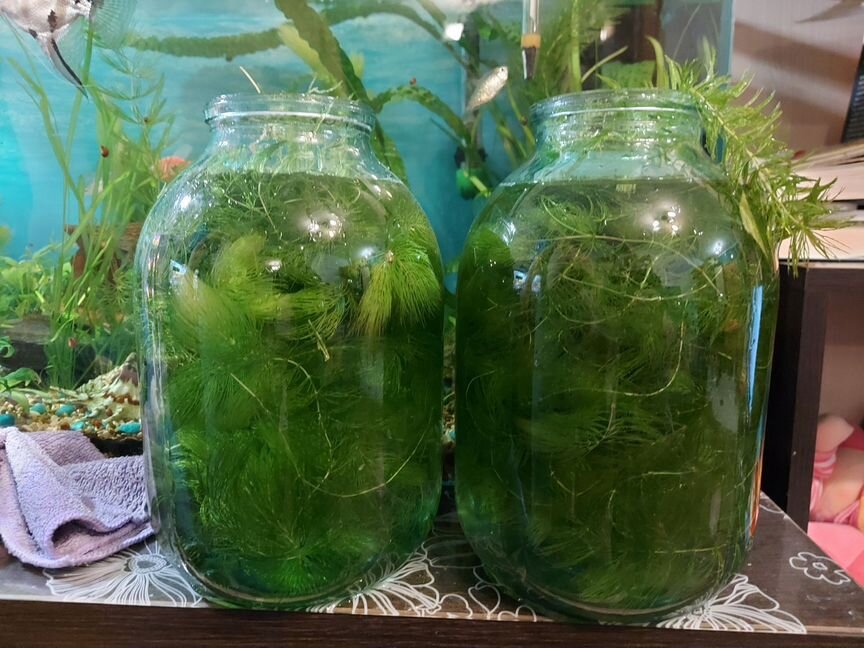 Водоросли роголистник ("ёлочка")