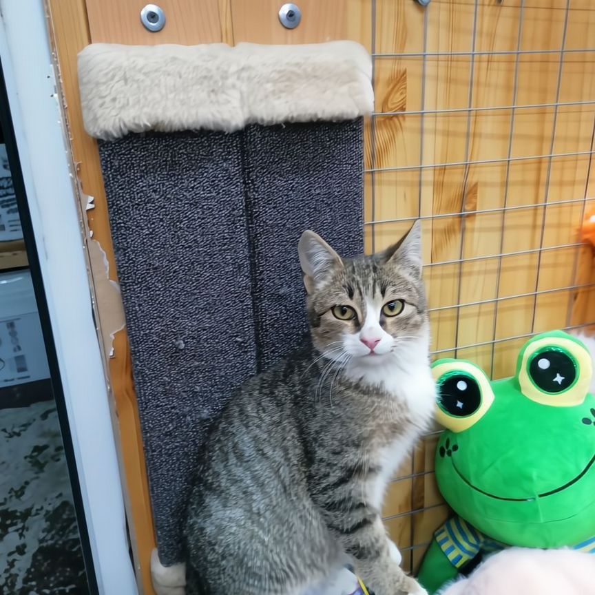 Сибирский котёнок