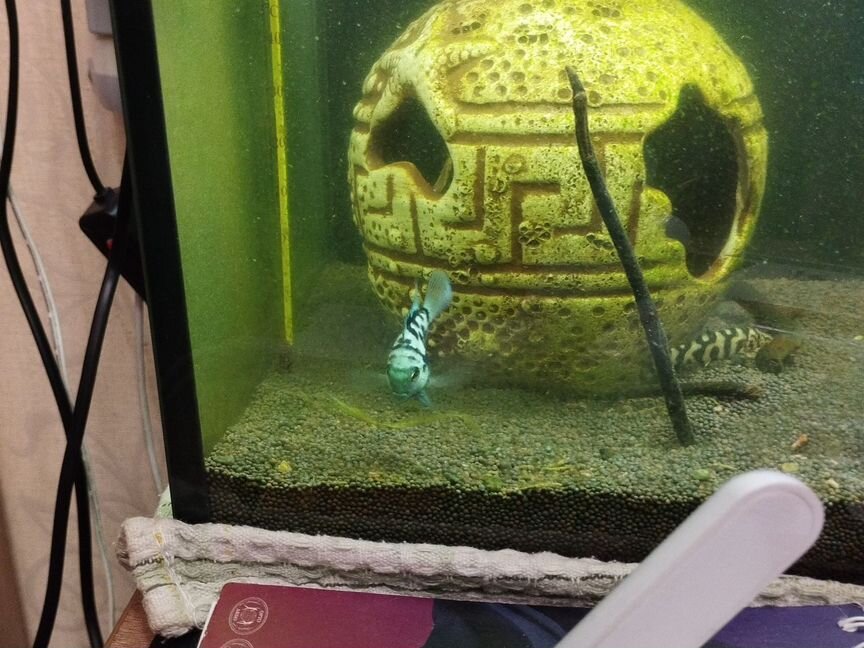 Рыбка сапфировый попугай, Золотой гурами