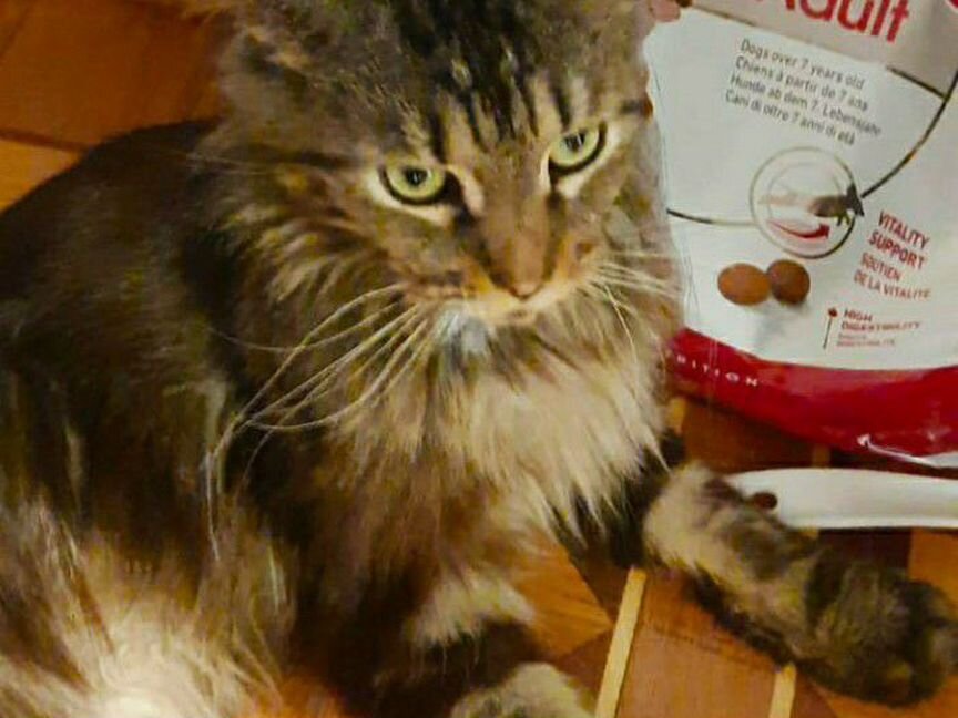 Мейн-кун в надёжные руки