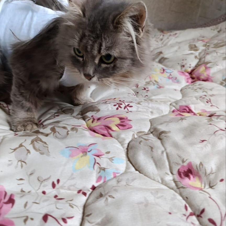 Помогите най дом или куратора