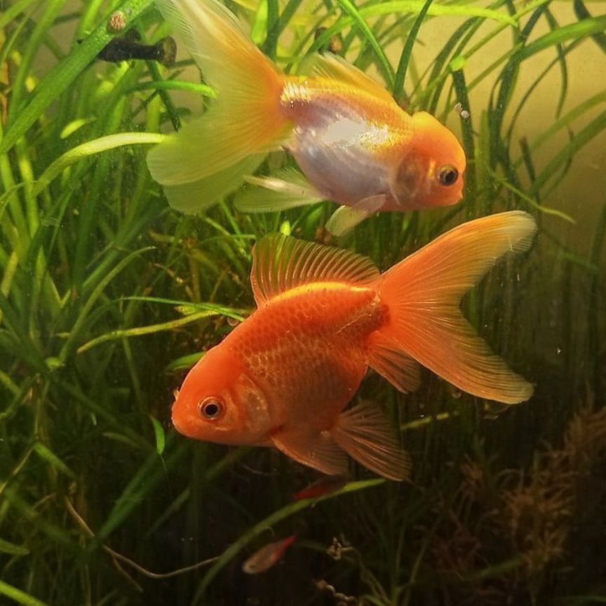 Золотые рыбки