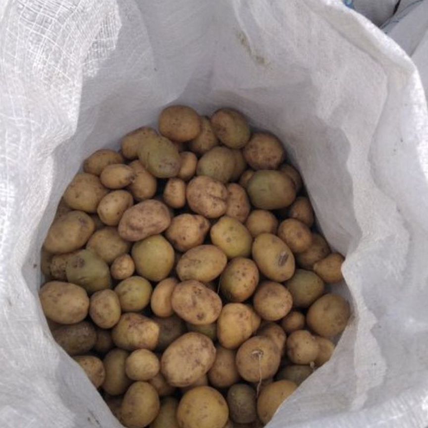 Картошка на корм мелкая