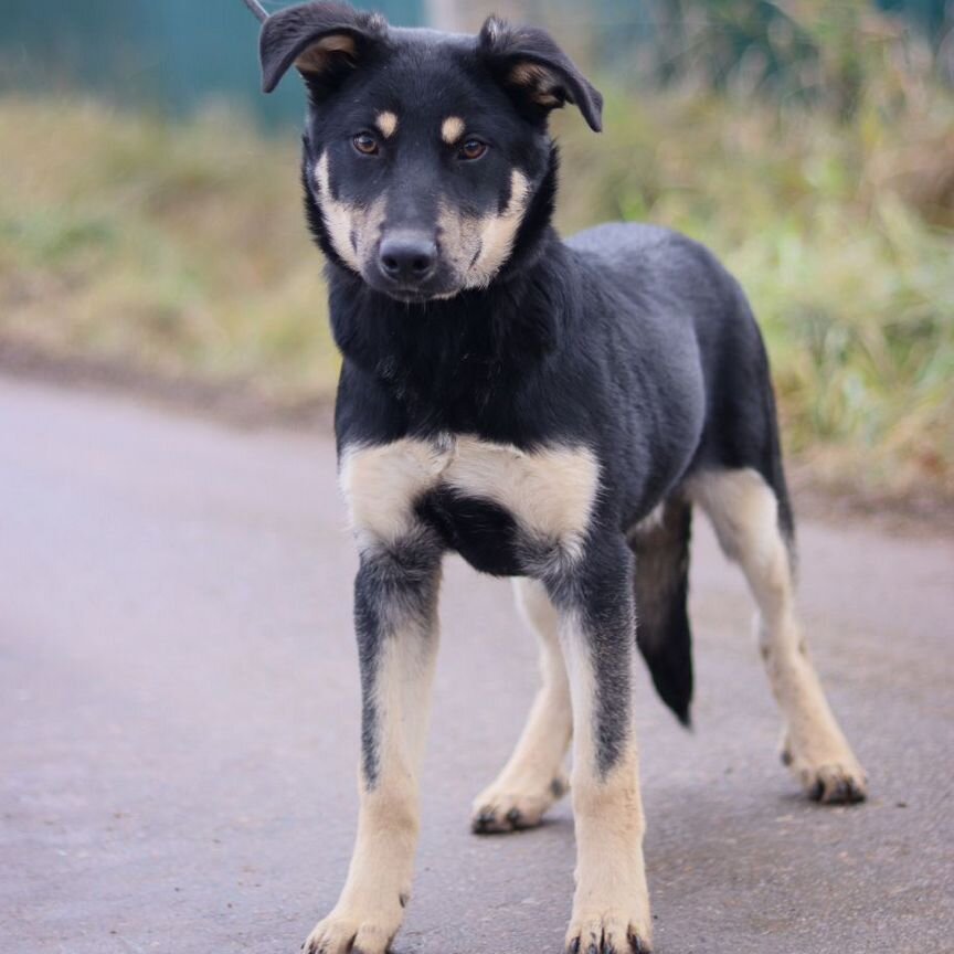 Щенок 4,5 месяца Кейт в добрые руки