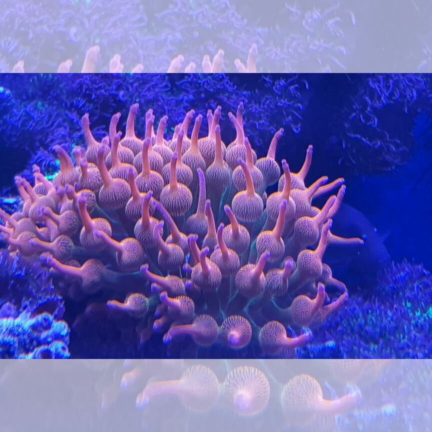 Кораллы для морского аквариума