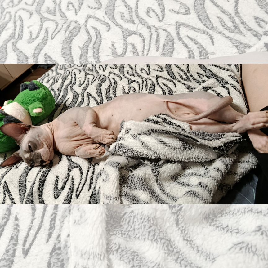 Донской сфинкс, взрослый кот