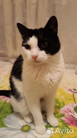 Котик Маркиз ищет дом
