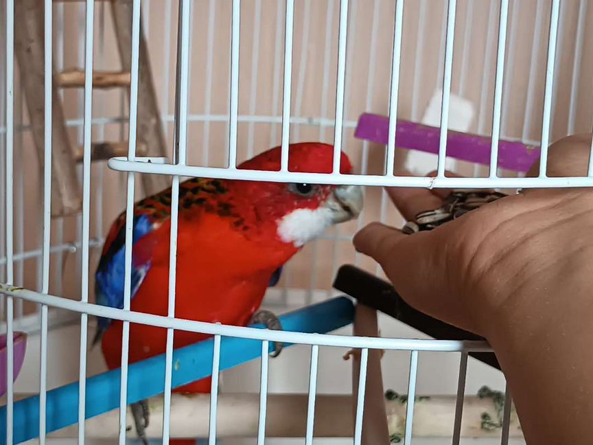 Попугай розелла