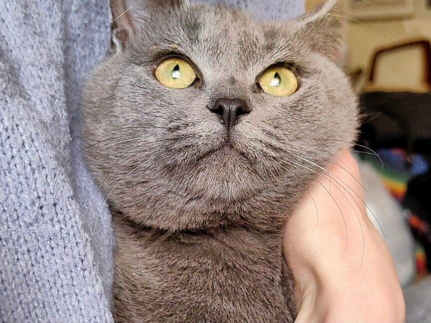 Котёнок мальчик ищет дом