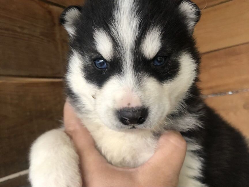 Сибирский хаски