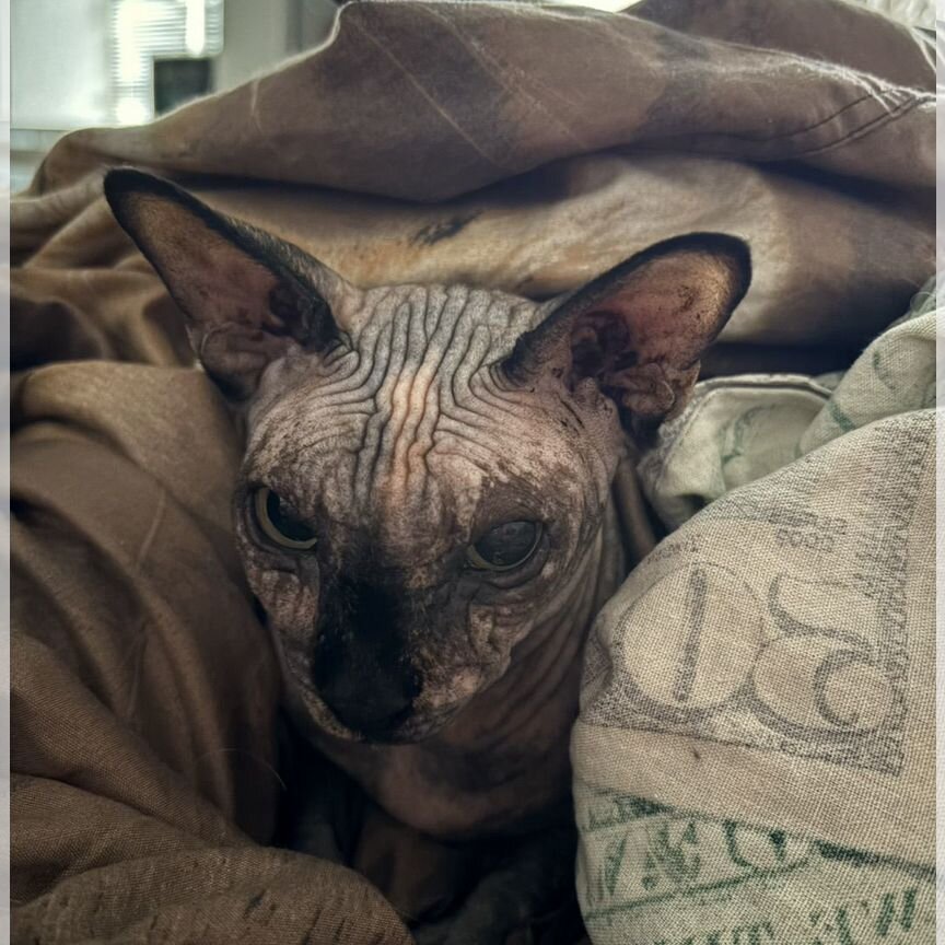 Канадский сфинкс, взрослая кошка