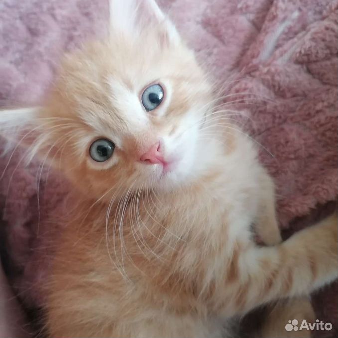 Кошка сфинкс бесплатно