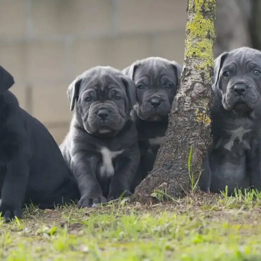 Шикарные тяжелые корсо дети