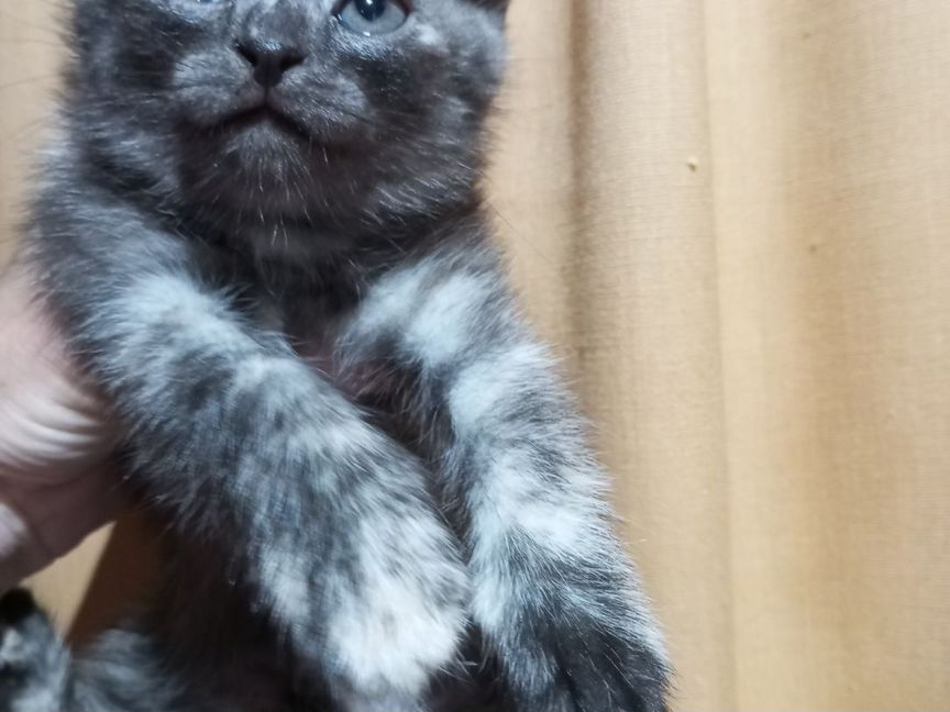 Шотландский котенок мальчик