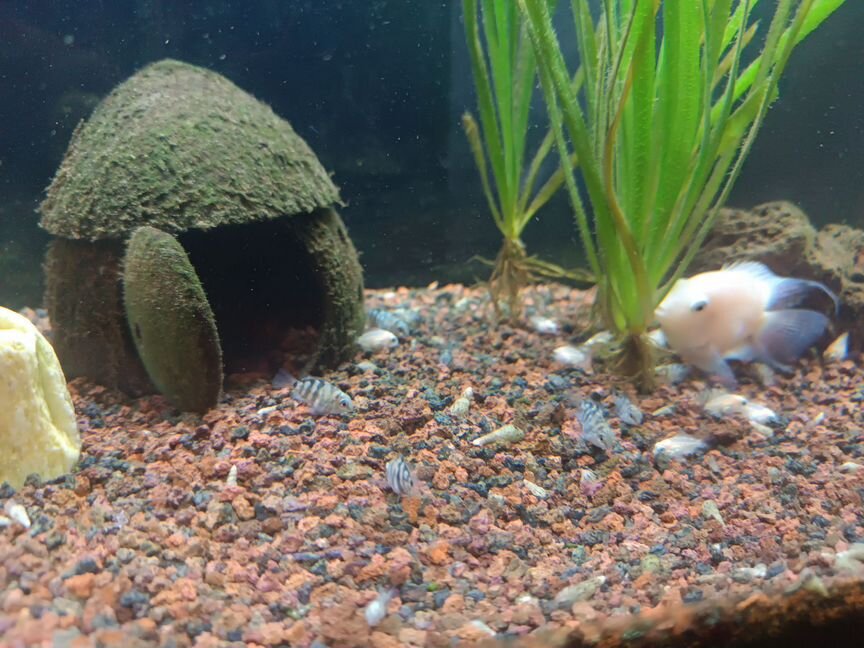 Сапфировый попугай