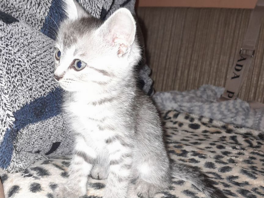 Кошка