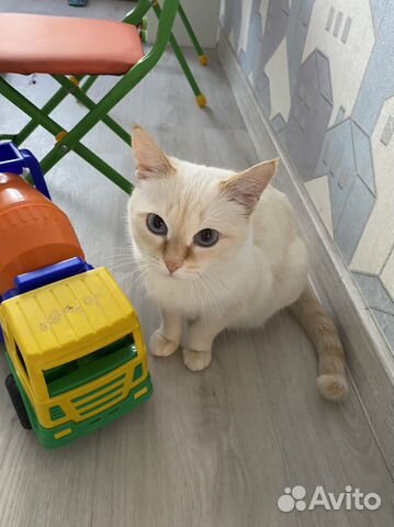 Кошка