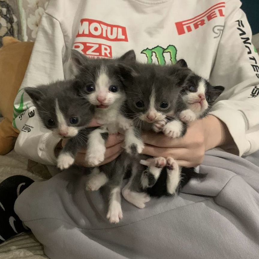 Котята в добрые руки