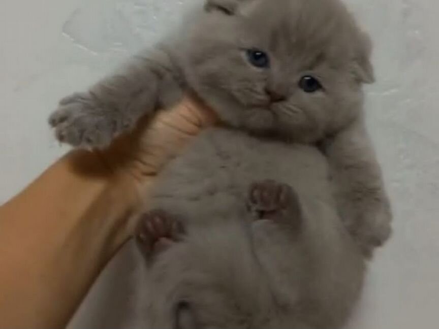 Котята плюшевые чистокровные