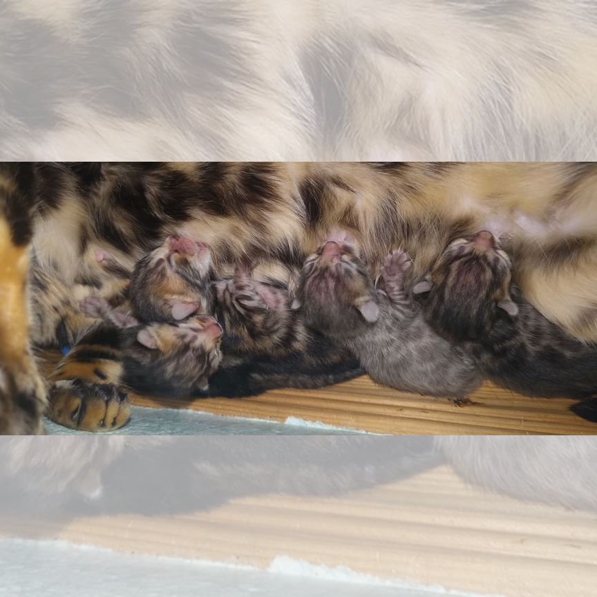 Открыта бронь на котят
