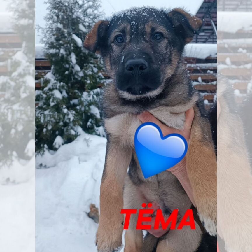 Щенок в добрые руки