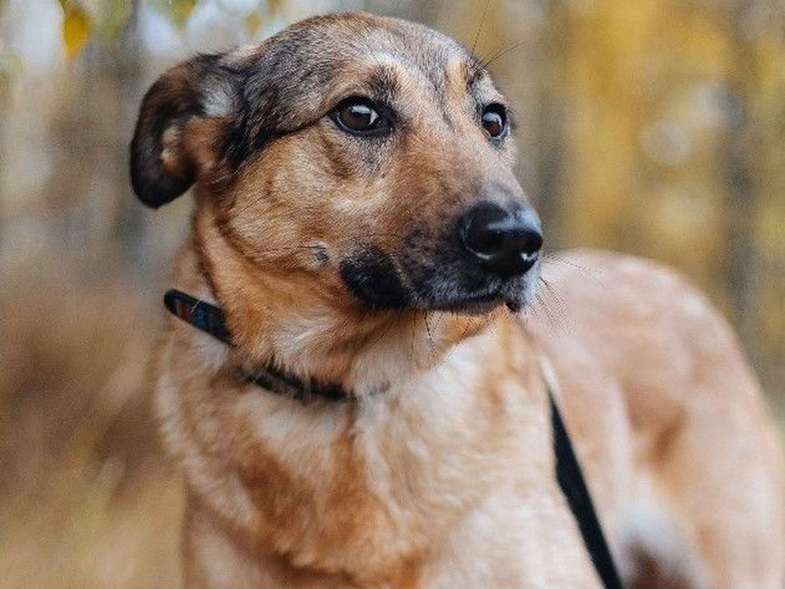 Рыжая собака в семью с животными бесплатно в дар