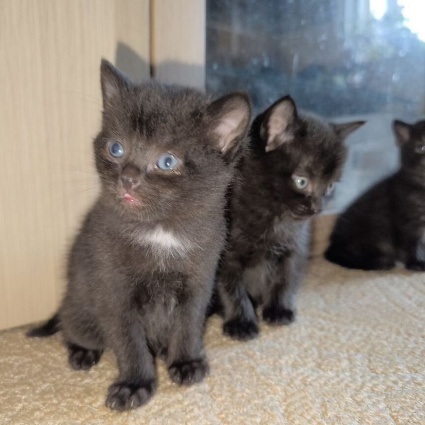 Котята ищут новый дом