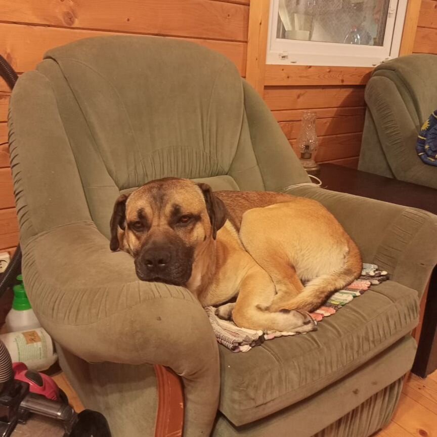 Собака погибнет в добрые руки