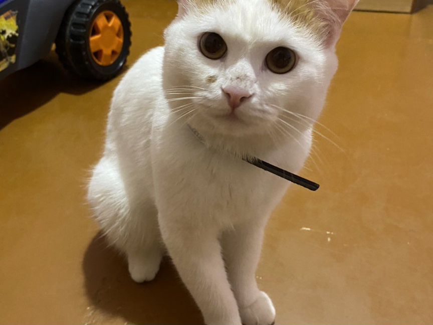 Отдам кота в добрые руки