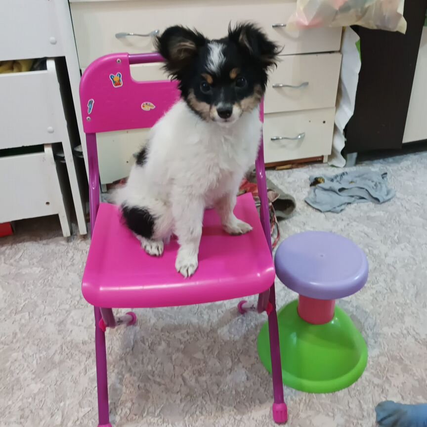 Взрослый пёс в добрые руки