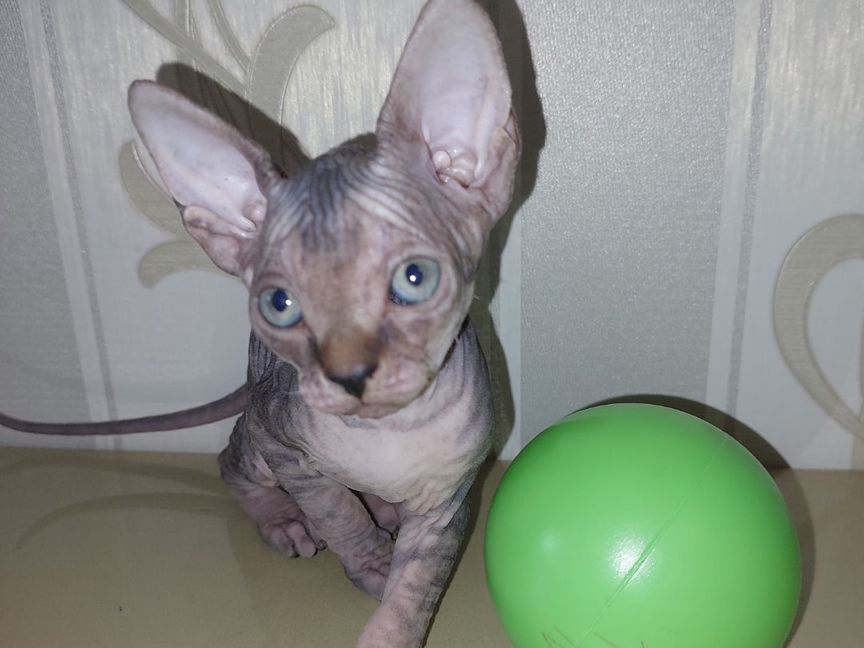 Канадский сфинкс девочка