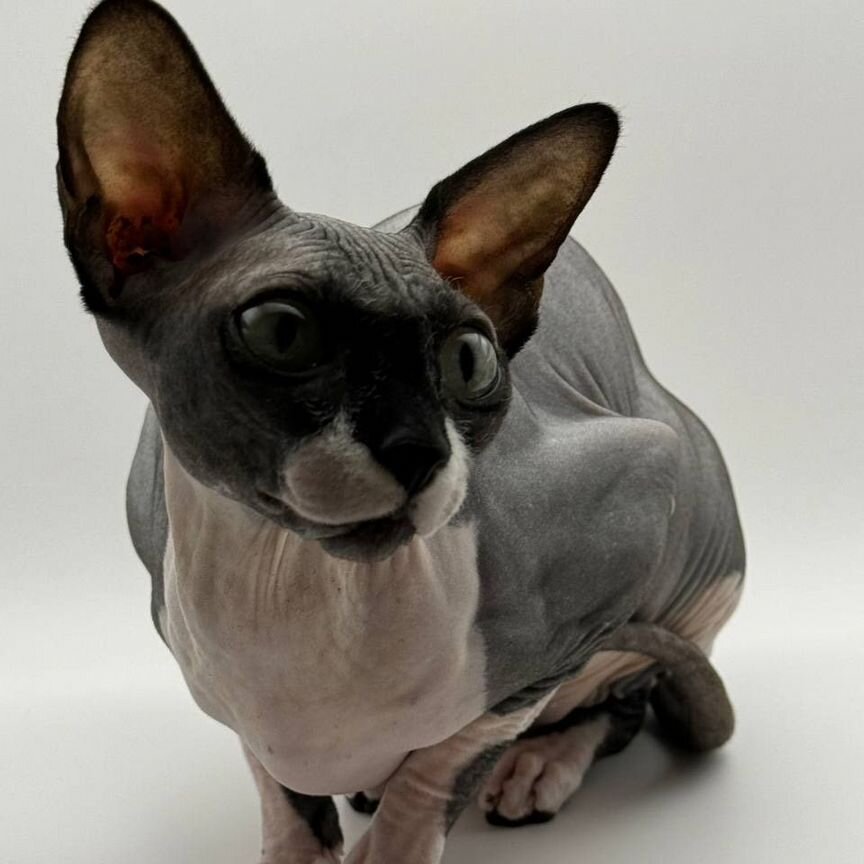 Канадский сфинкс девочка ищет приятеля