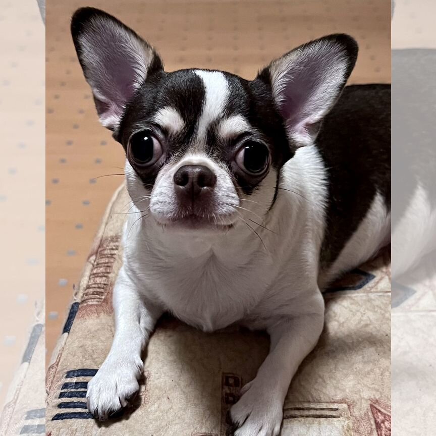 Чихуахуа, взрослая собака