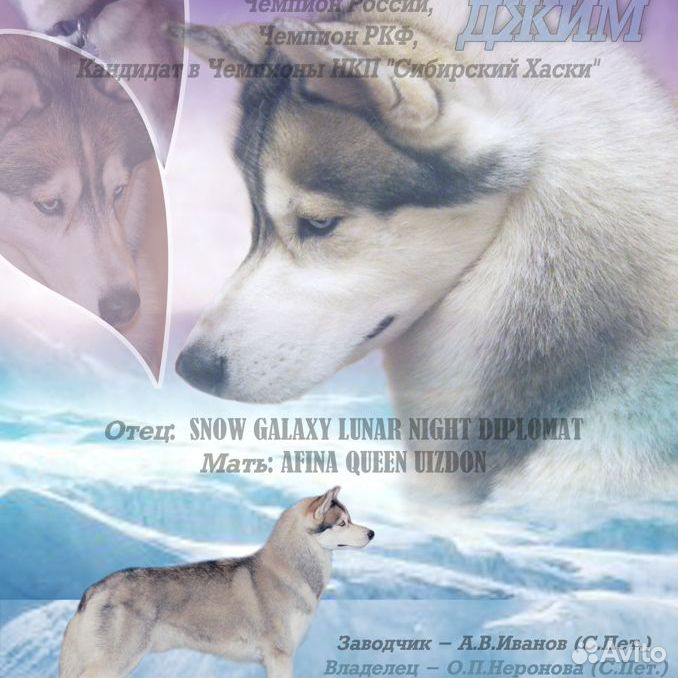 Кобель хаски, вязка