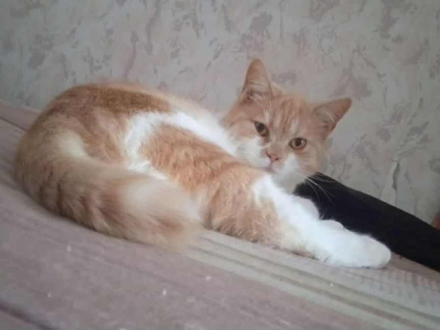 Кошка Мальвина