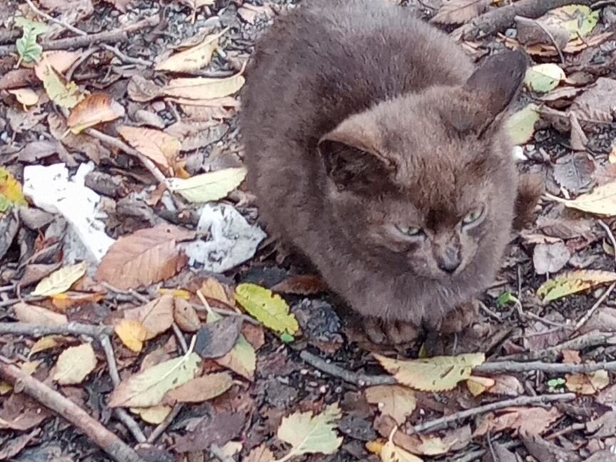 Шоколадные котята