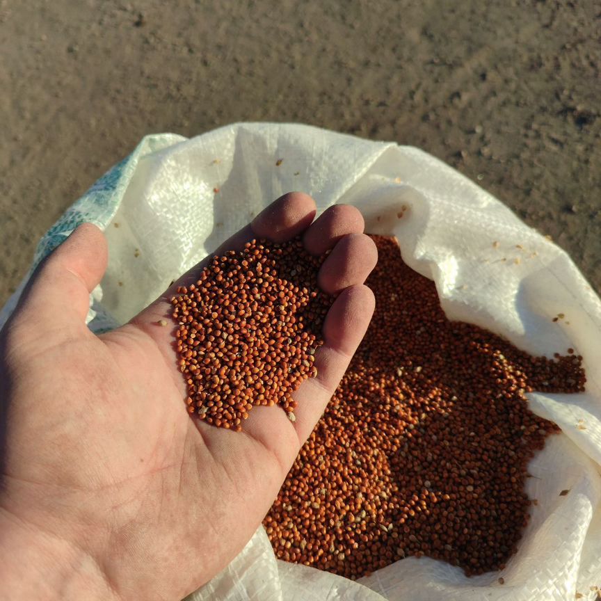 Просо Красное