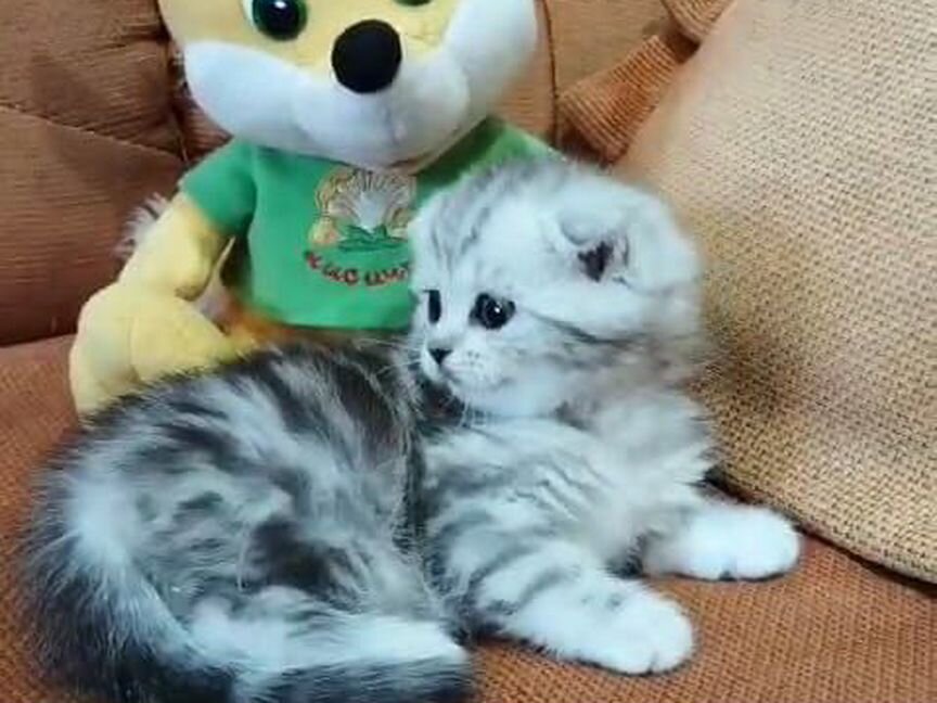 Шотландские котята