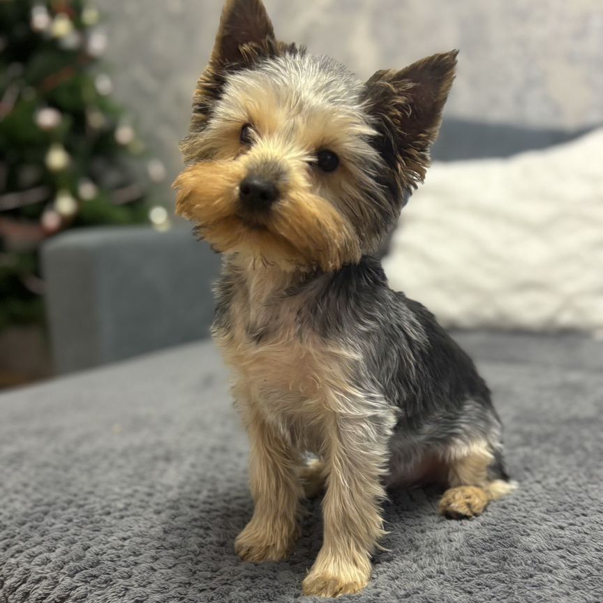 Йоркширский терьер, щенок