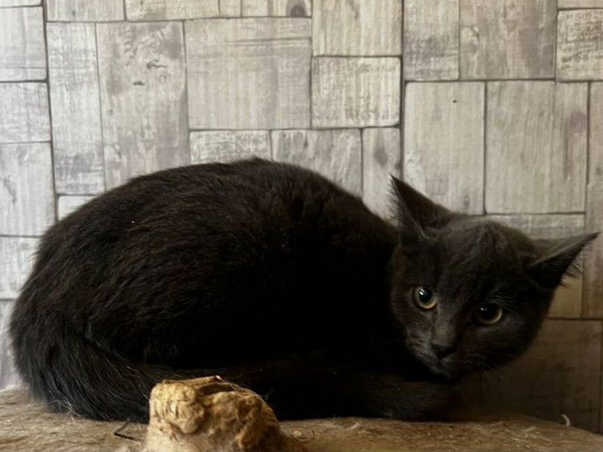 Котенок голубой